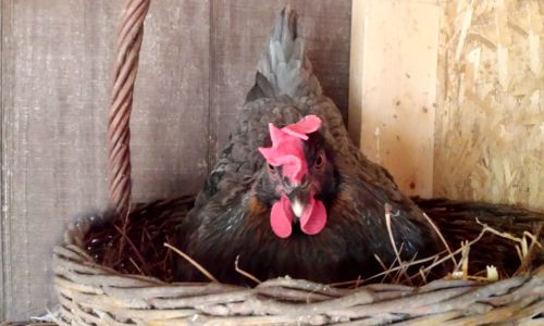 How to Start Raising Chickens For Eggs - Backyard Poultry